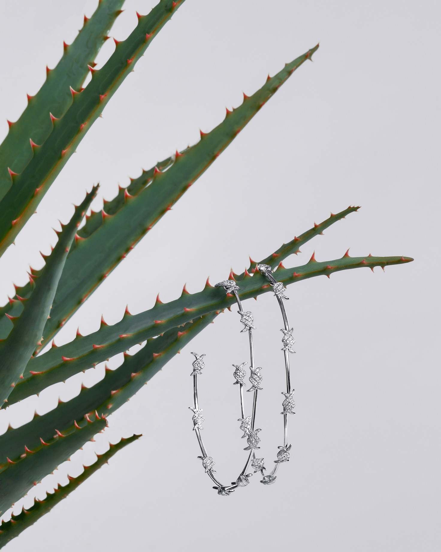 International Brands | Djula